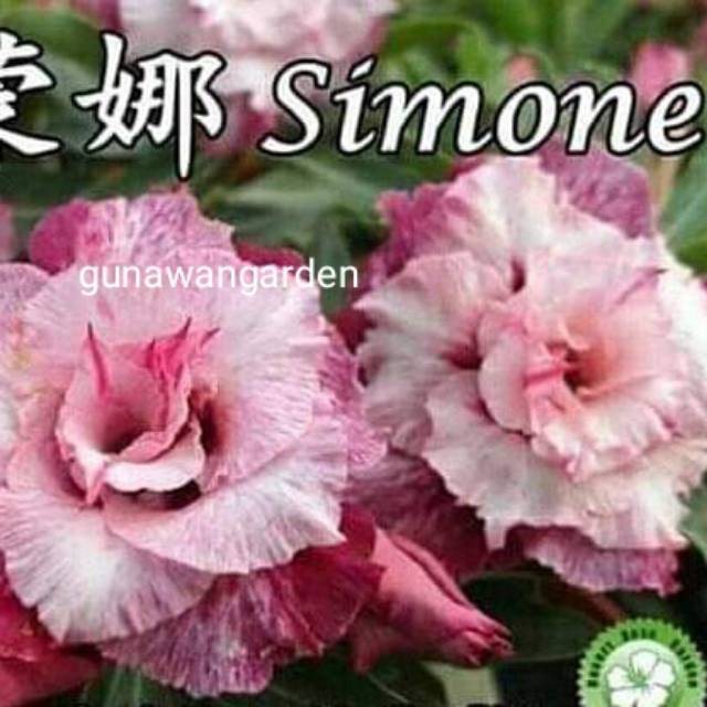 Jual Tanaman hias bibit kemboja adenium bunga tumpuk /simone | Shopee ...