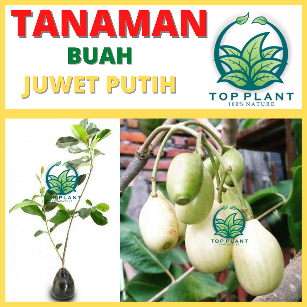 Jual Tanaman Buah Juwet Putih(Syzygium cumini) - bibit tanaman hidup ...