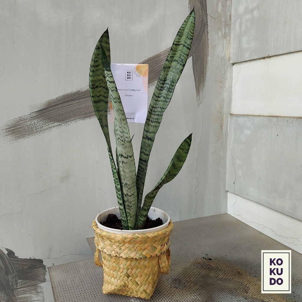 Jual Sansevieria Snake Plant Bouquet / Buket Bunga Asli Wisuda ...
