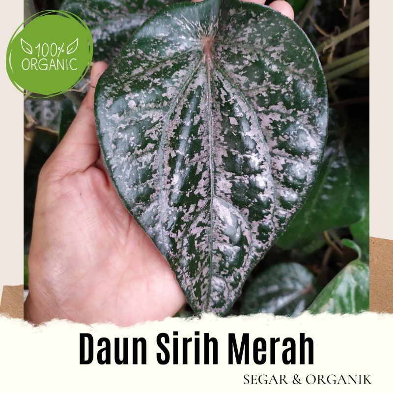 Jual 1KG Daun Sirih Merah Segar Daun Suruh Merah Segar dan Fresh ...