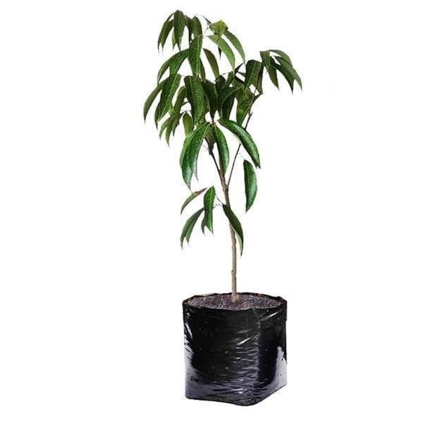 Jual Tanaman Buah Lychee kom Merah atau leci kom 60cm | Shopee Indonesia