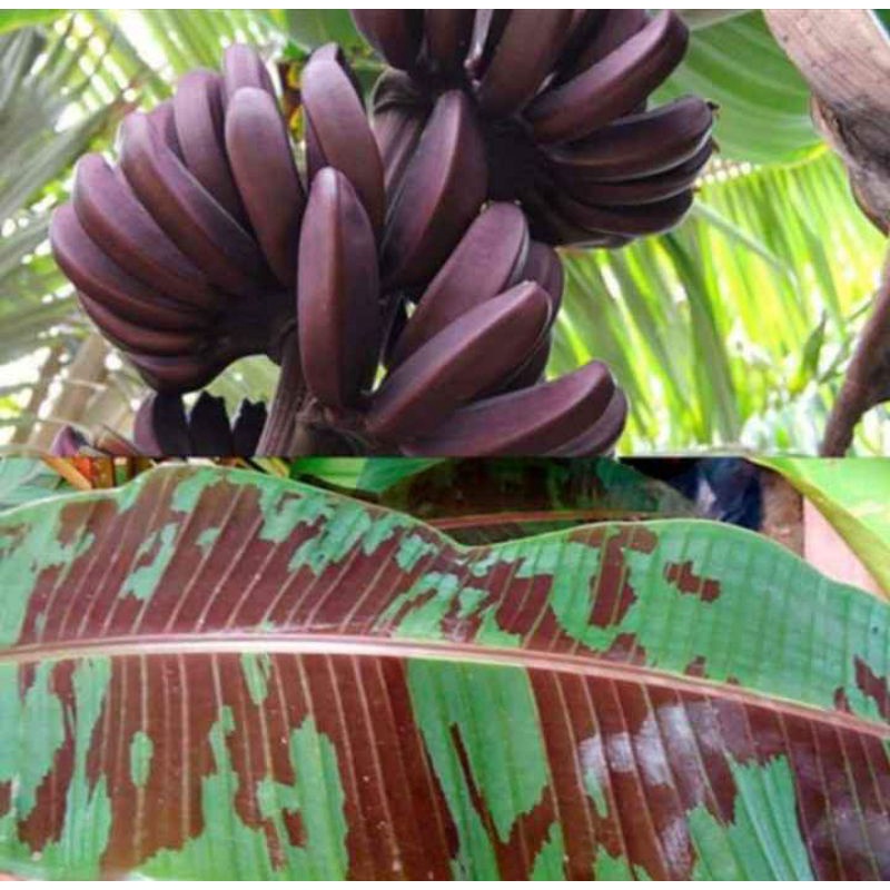 Jual Biji Benih Pisang Ungu Biji Pisang Pisang Ungu Pisang Unik Shopee Indonesia