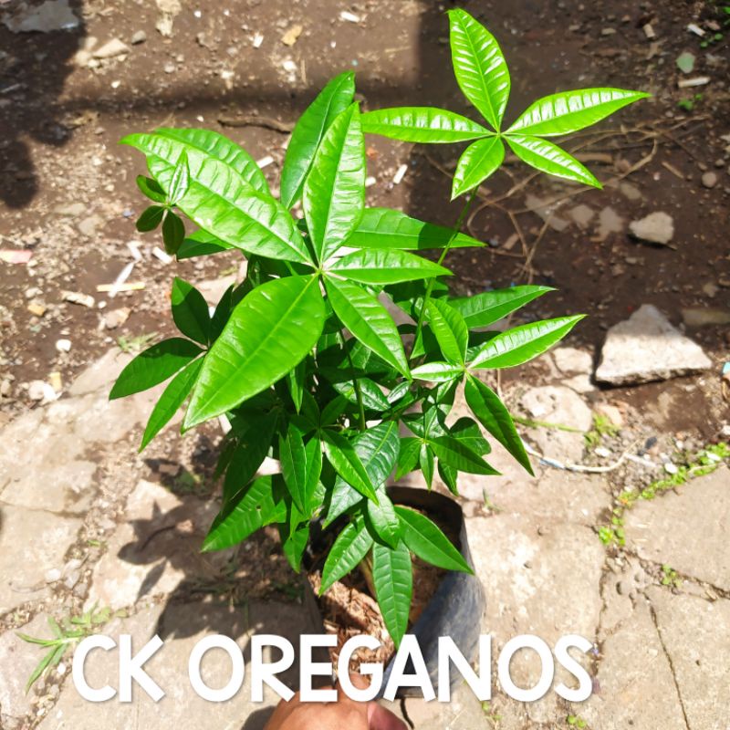 Jual tanaman pacira/pohon uang | Shopee Indonesia