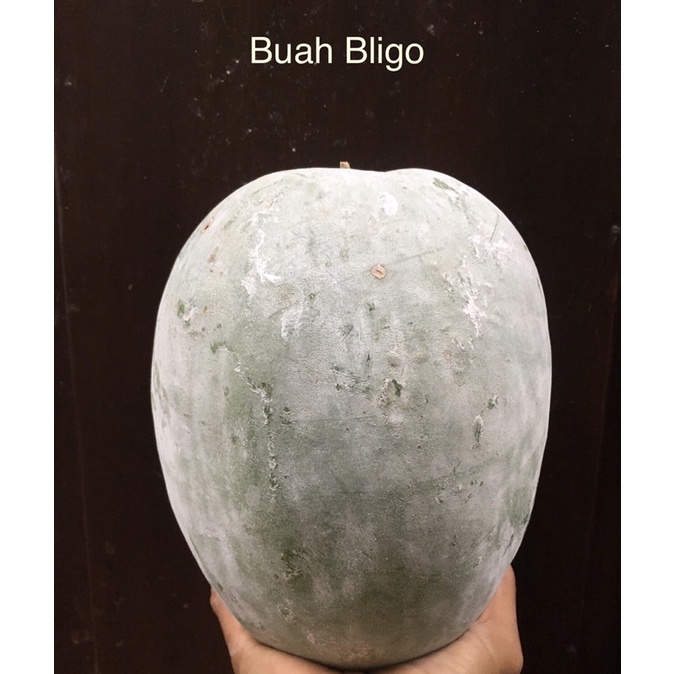 Jual Buah Bligo / Beligo / Kundur / Winter Melon /Ash Gourd Manisan ...