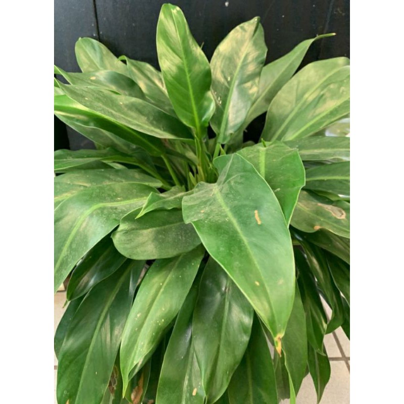 Jual philodendron litle phil philodendron karet pilo daun lebar ...