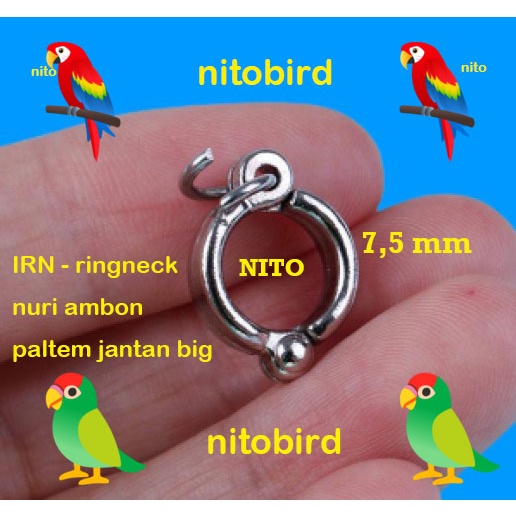 Jual ring borgol 7,5mm IRN ringneck nuri ambon paltem jantan big ring ...