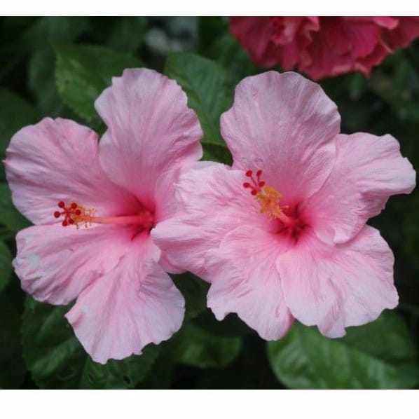 Jual Tanaman Bunga Hibiscus Okulasi Tumpuk Import/ Bunga Sepatu Warna ...