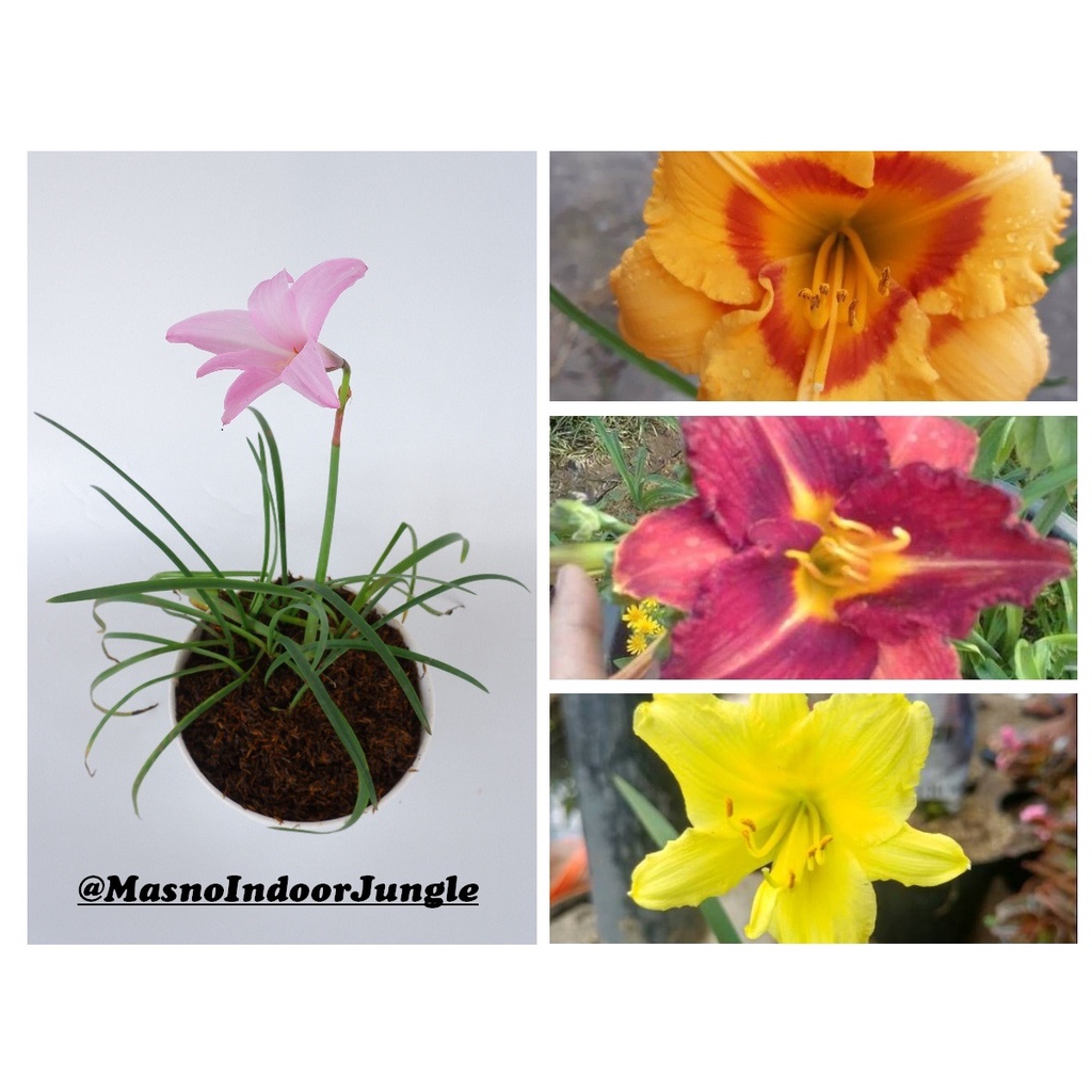 Jual Tanaman Bunga Day Lily - Tanaman Hias Daylily batik - Bibit ...