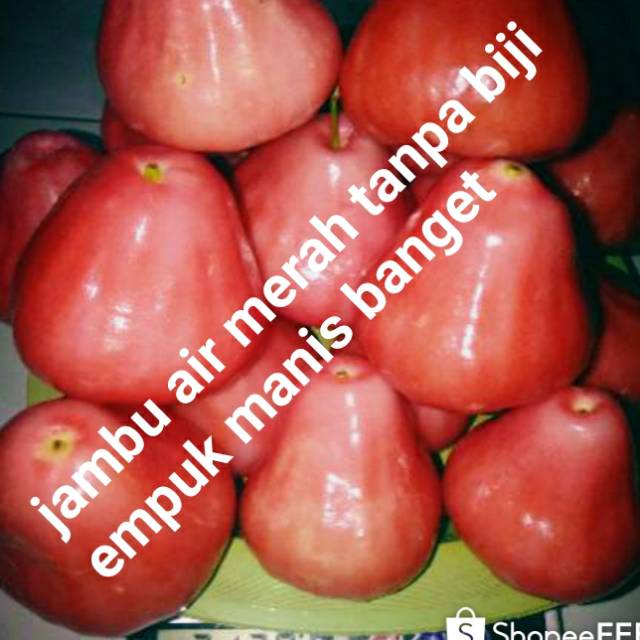 Jual Jambu Air merah 1 kg jumbo empuk manis | Shopee Indonesia