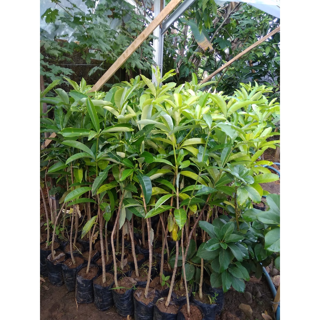 Jual 1kg muat 2 - Bibit Tanaman Pule Pandak - Pulai Tanaman Perindang ...