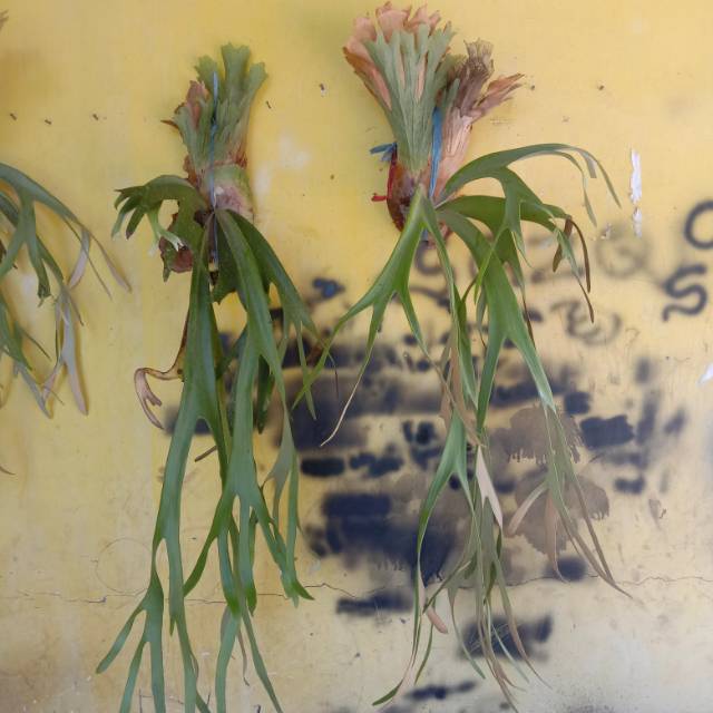 Jual simbar menjangan (tanduk rusa) | Shopee Indonesia