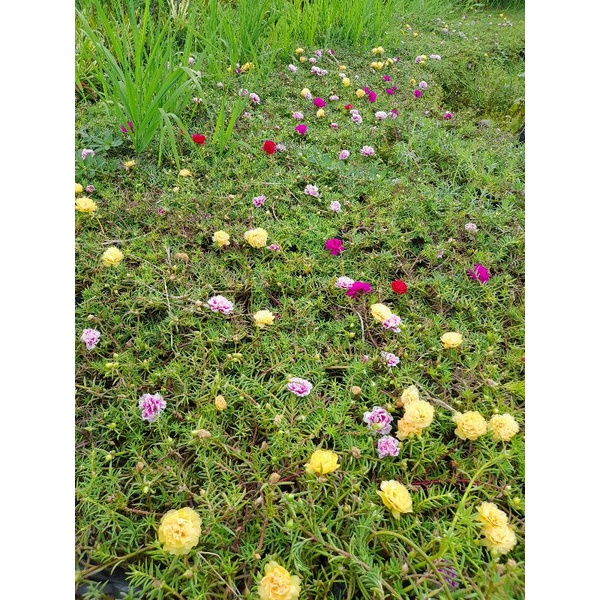 Jual sutra bombay bunga tumpuk | Shopee Indonesia