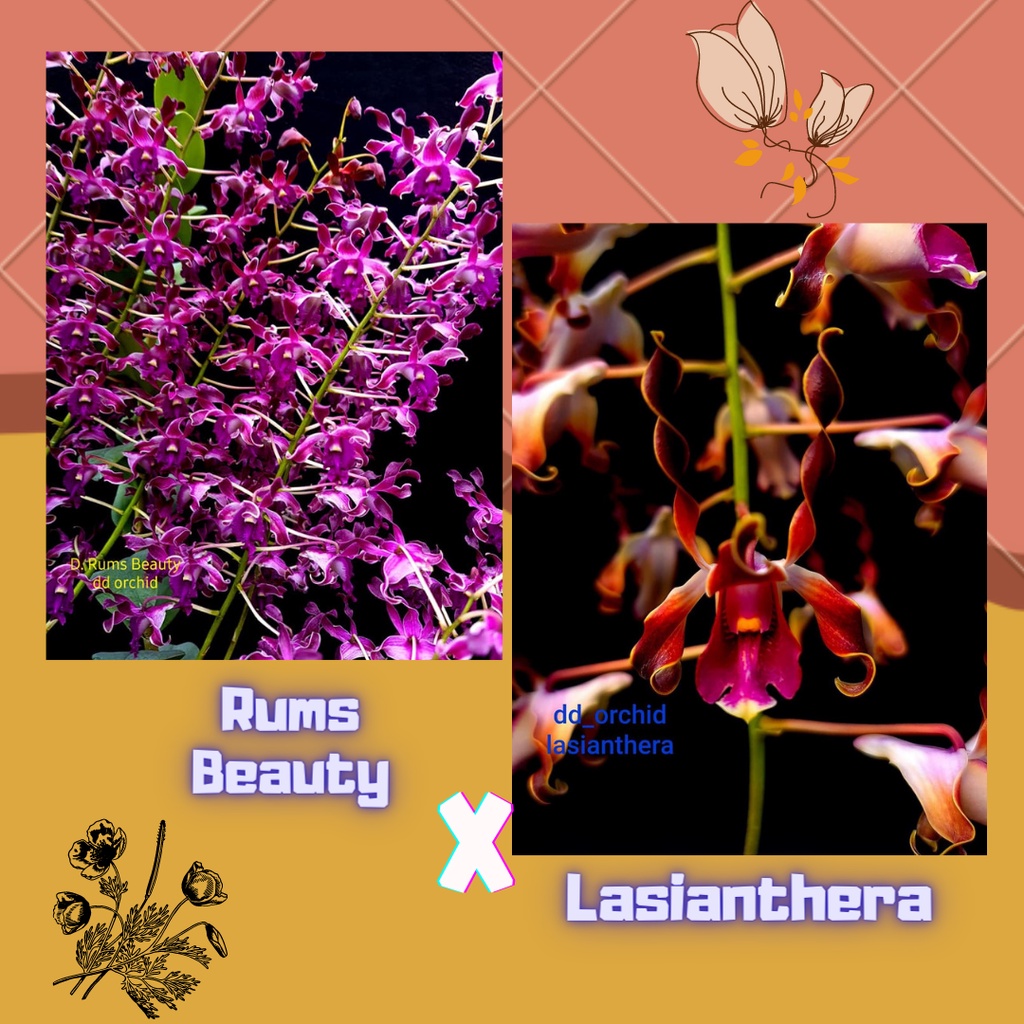 Jual DD Orchid Seedling Dendrobium Rums Beauty X Lasianthera | Shopee ...