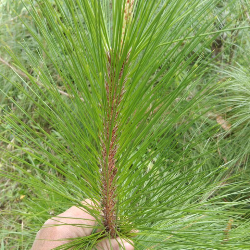 Jual Daun Pinus Segar Fress kualitas terbaik 1 kg | Shopee Indonesia