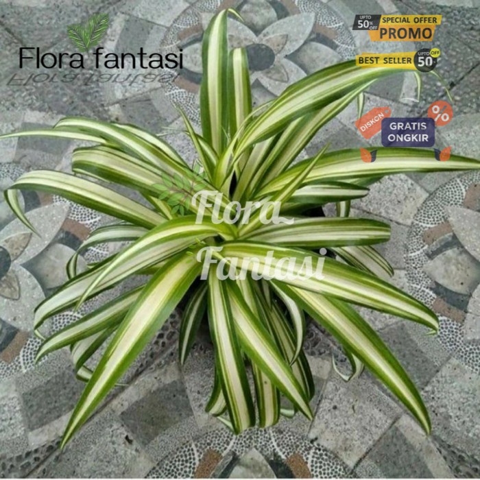 Jual Tanaman hias Lily spider plant - hawaii lili paris (Tanaman hias ...