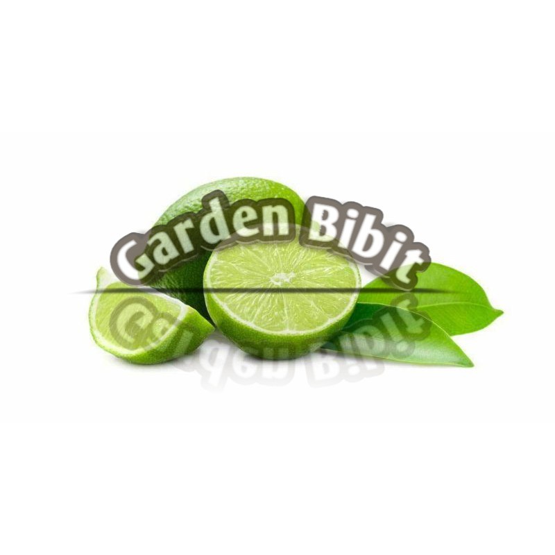 Jual bibit pohon jeruk nipis tanaman jeruk pecel tinggi 50 cm | Shopee ...