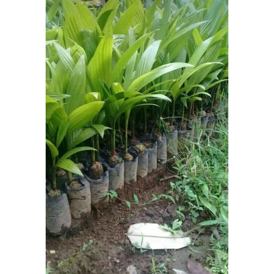 Jual Bibit salak pondoh | Shopee Indonesia