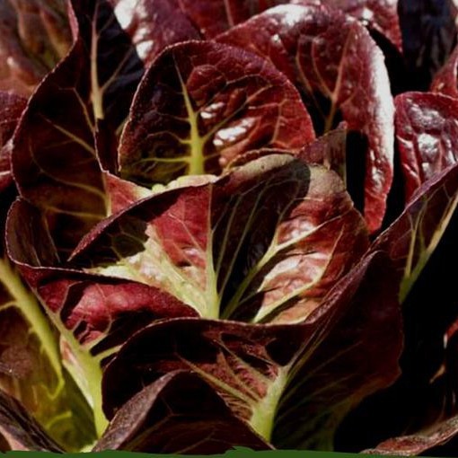 Jual 100 Biji - Benih Selada Romaine Merah Hibrida | Shopee Indonesia