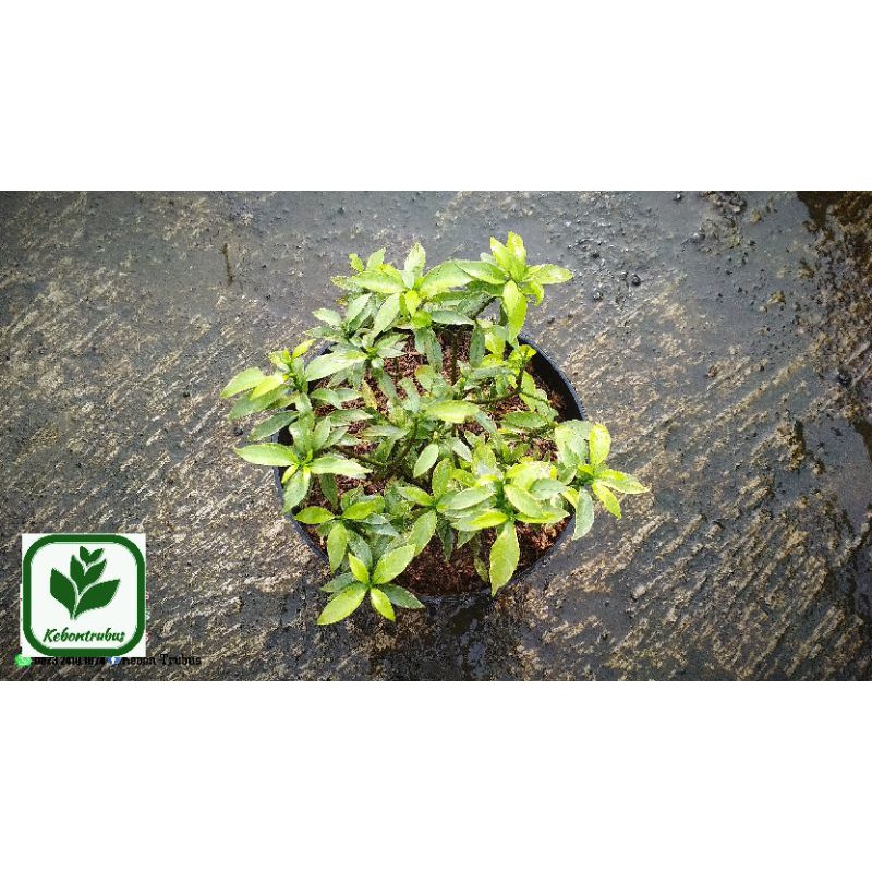 Jual Tanaman Hias Taman Bunga Rombusa Mini Hijau, Kuning & Silver ...