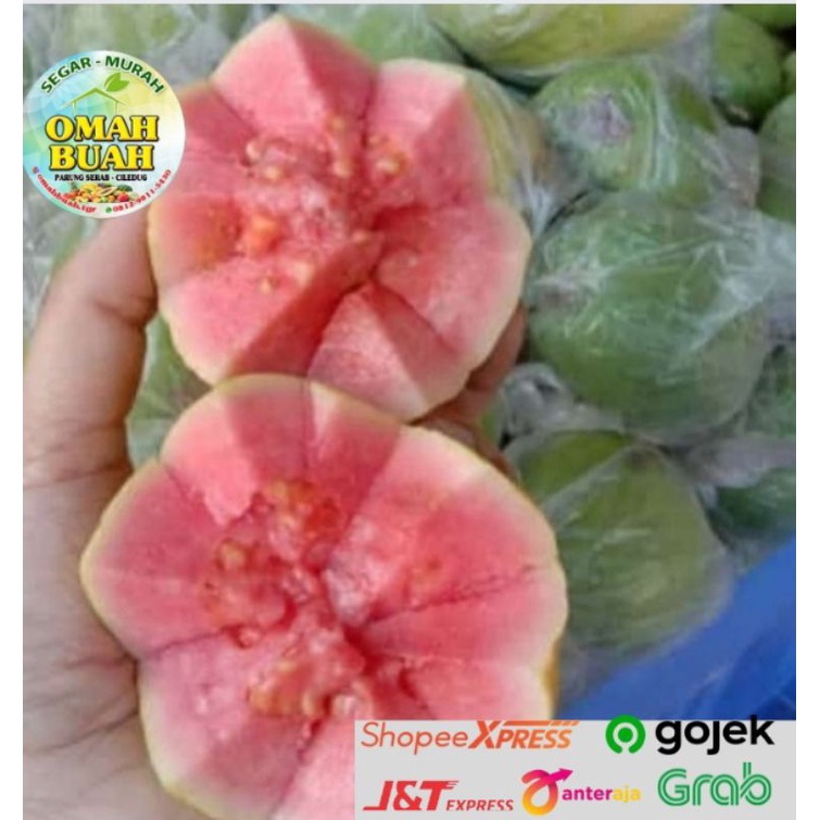 Jual Jambu Biji Merah Lokal Segar | Shopee Indonesia