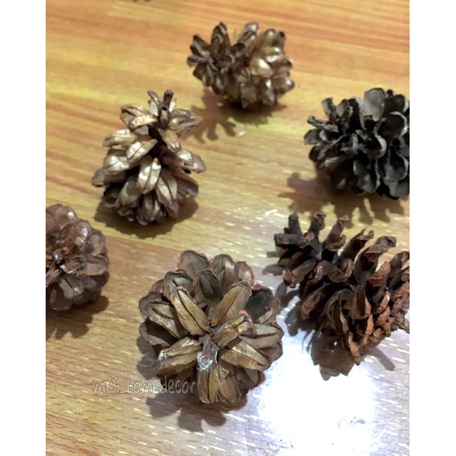 Jual Bunga pohon pinus | Shopee Indonesia