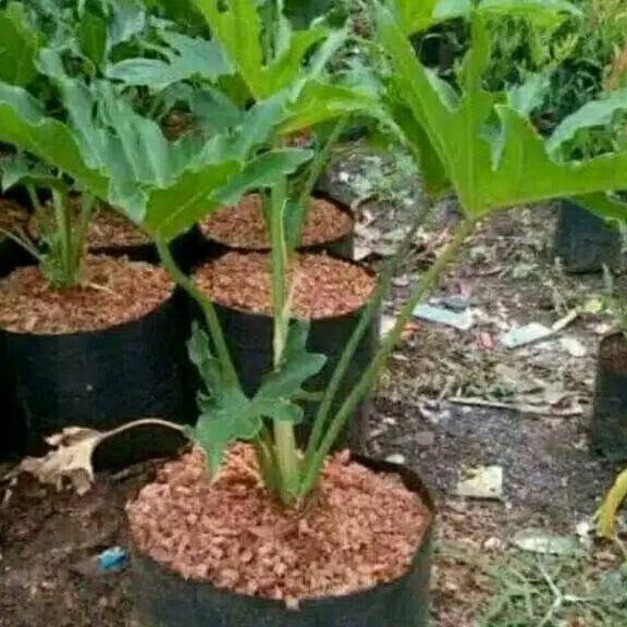Jual DIJUAL Tanaman hias indoor phillodendron selloum/philo jari ...