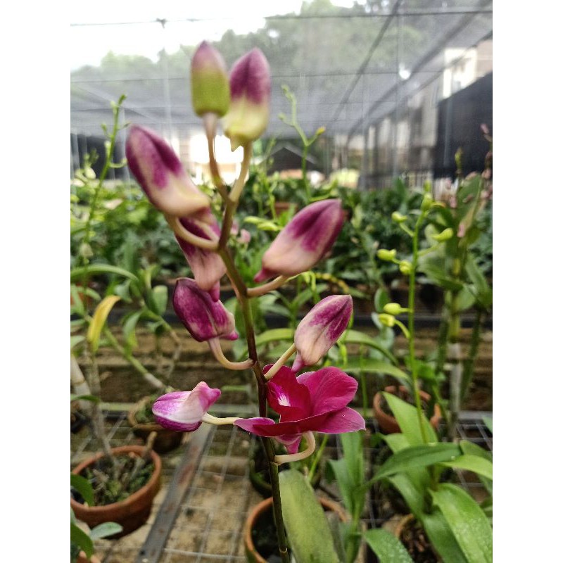 Jual anggrek dendrobium red dragon | Shopee Indonesia