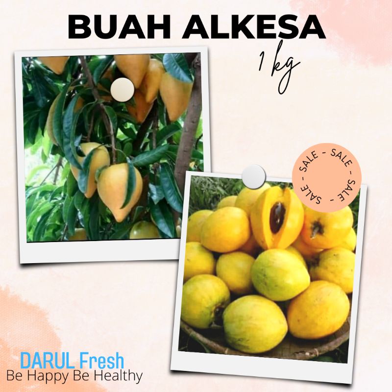 Jual buah alkesa sawo belanda atau buah campoleh 1 kg | Shopee Indonesia