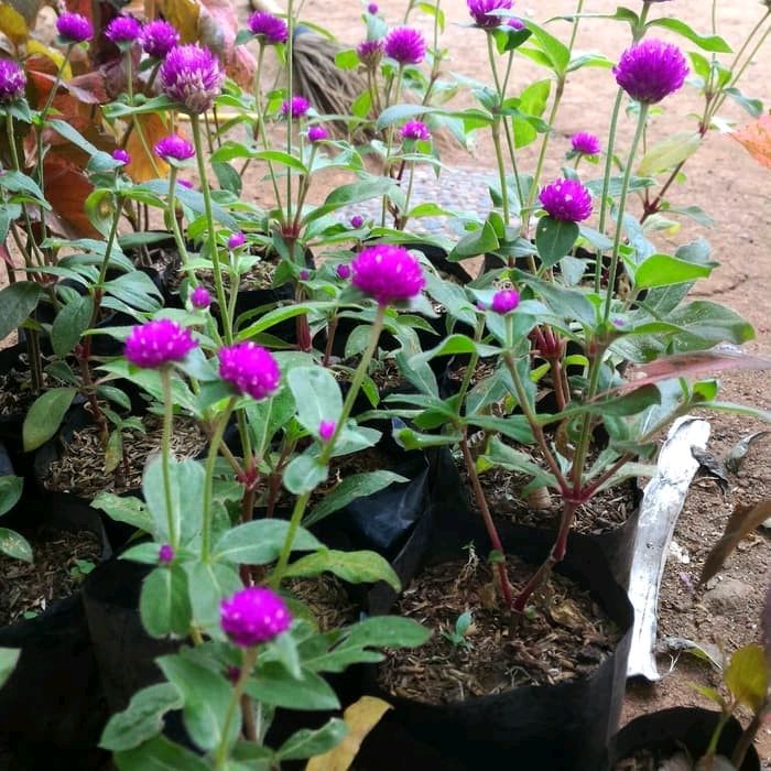 Jual tanaman bunga kancing pentul | Shopee Indonesia