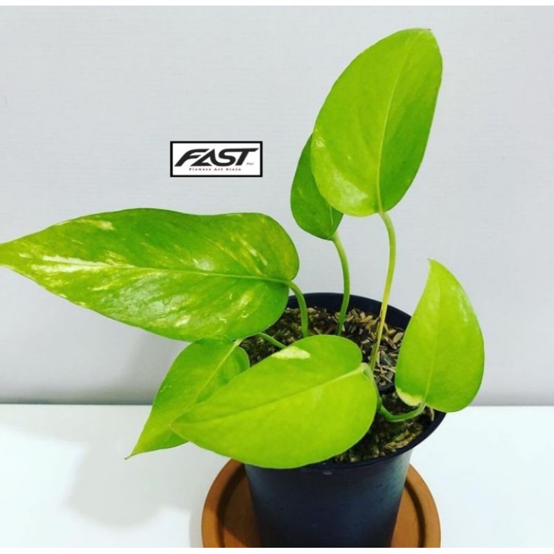 Jual Tanaman Hias Epipremnum Pinnatum Yellow Varigata - Epipremnum ...