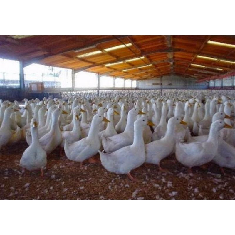 Jual TELUR FERTIL BEBEK PEKING F1 INDUKAN BOBOT 3-5KG UNTUK DI TETASKAN ...