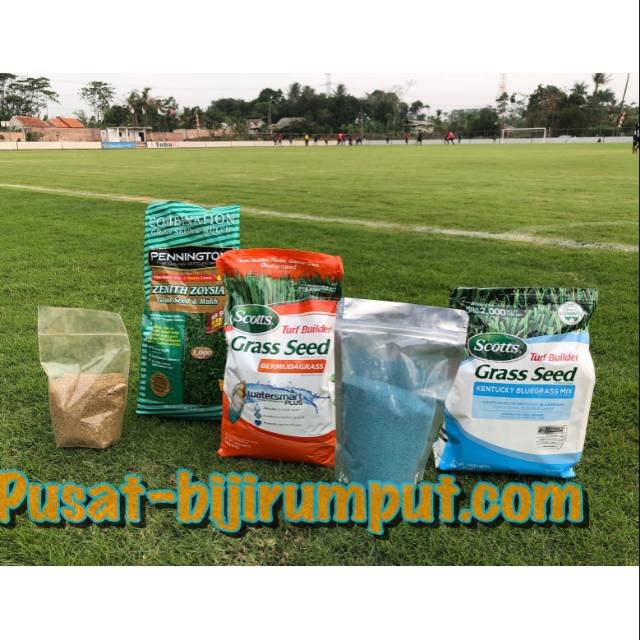 Jual Benih biji rumput bermuda - bibit rumput gajah mini | Shopee Indonesia