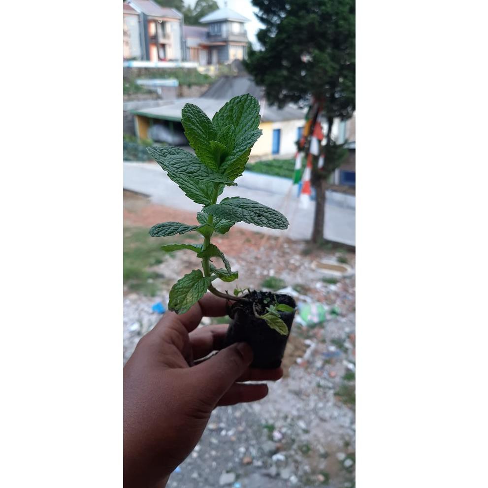 Jual SHOPEE MALL BIBIT MINT, DAUN MINT, PAPERMIN, TANAMAN MINT, MENTHA ...