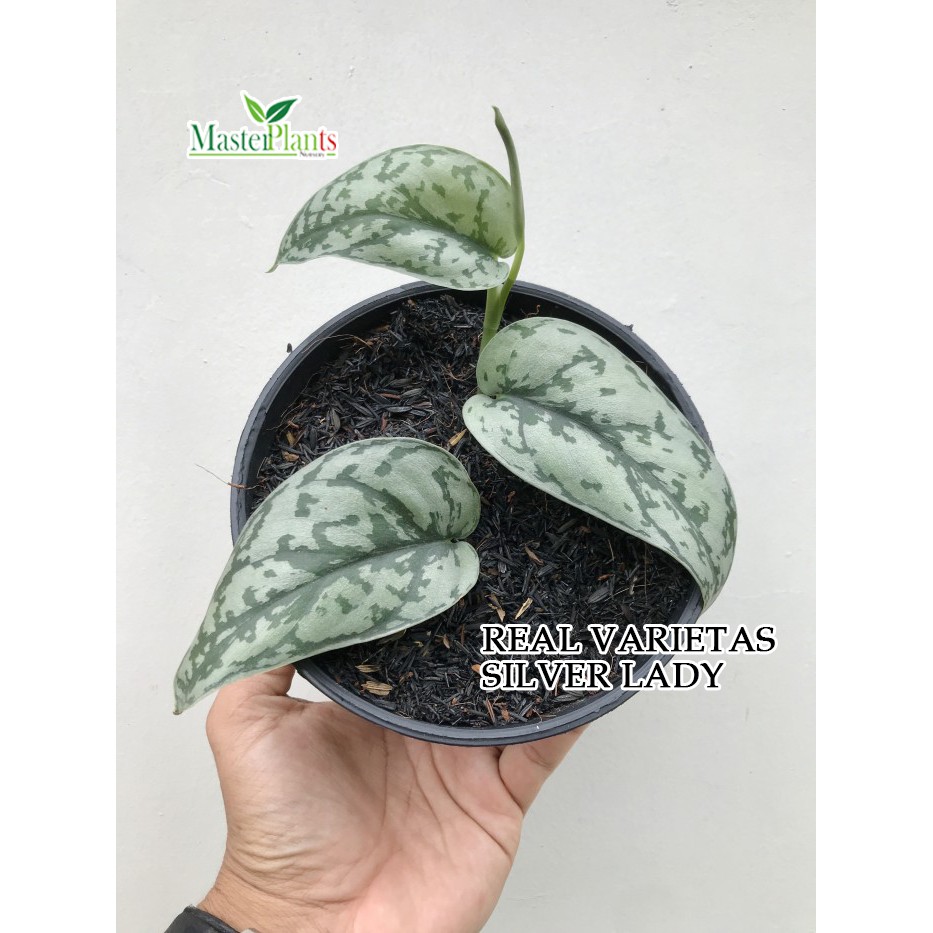 Jual Scindapsus Silver Lady Original Bukan Pictus Exotica / Sirih ...