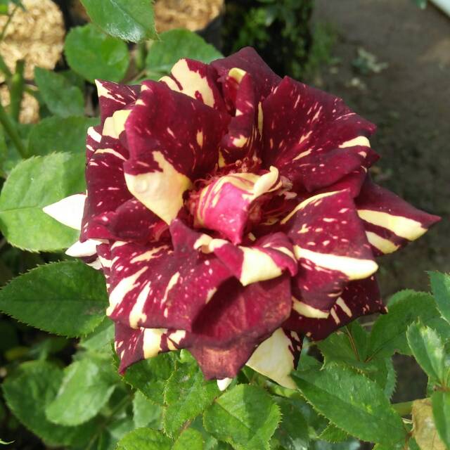 Jual Tanaman Mawar Candy Kuning - Keindahan dan Kelembutan dalam Satu Tanaman! | Shopee Indonesia