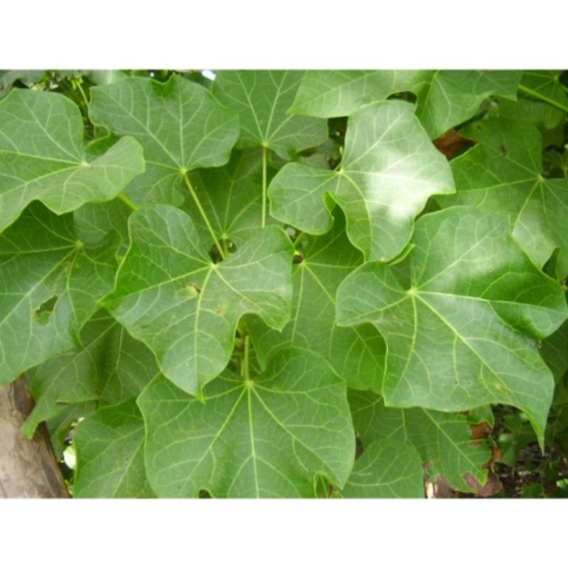 Jual Daun jarak fress | Shopee Indonesia