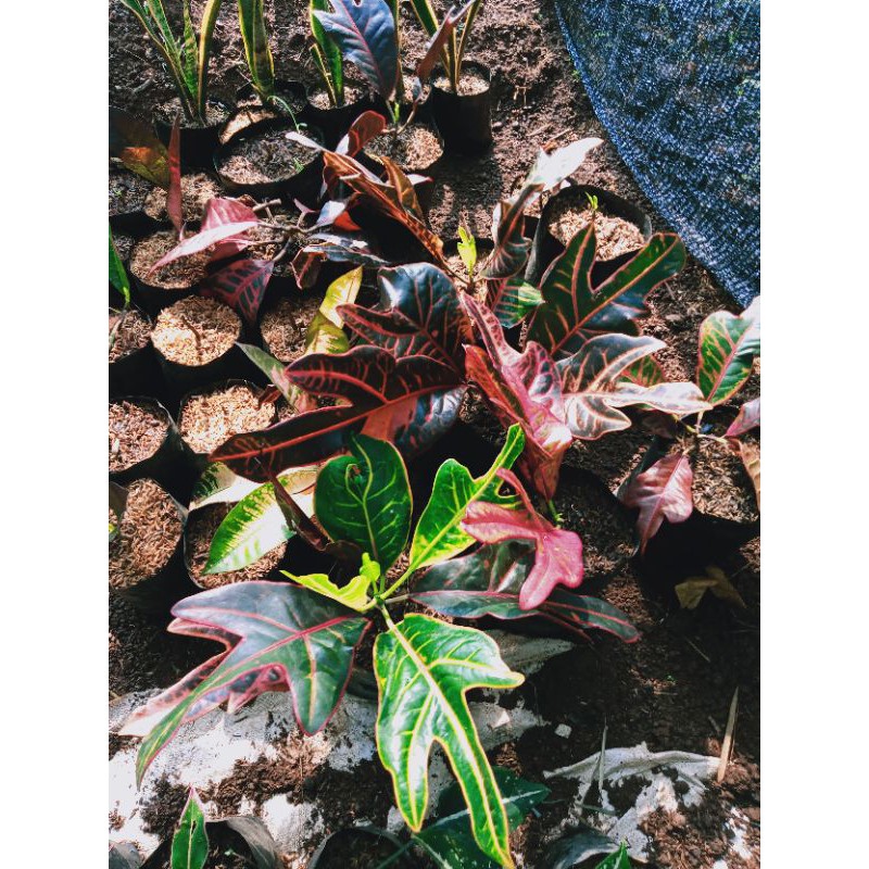 Jual pohon puring jet desa | Shopee Indonesia