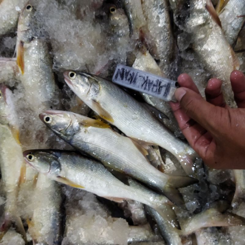 Jual Ikan Kuro Senangin 1Kg Hasil Laut SEGAR Dan BERGARANSI | Shopee ...