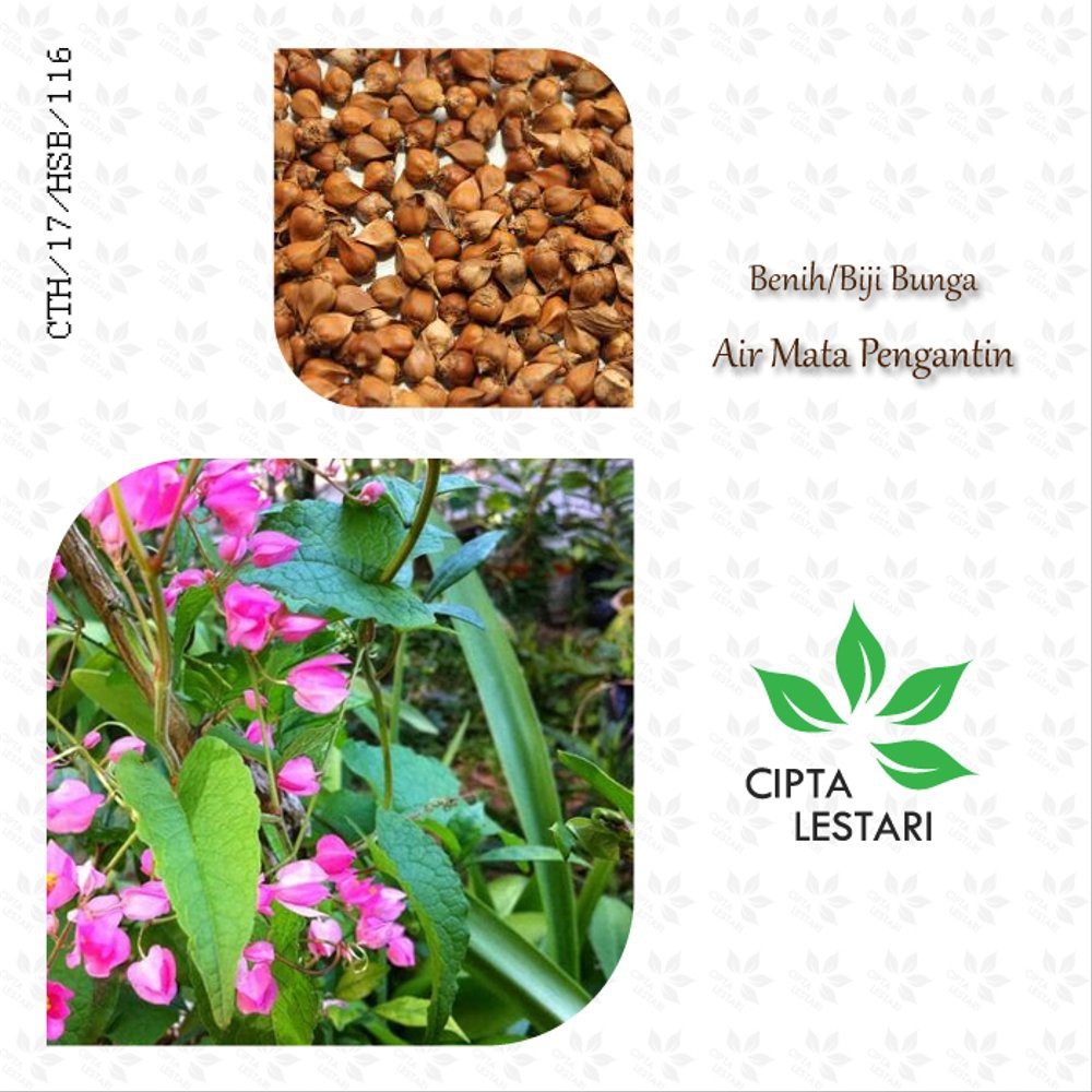 Jual Benih Biji Bunga Air Mata Pengantin Pink Isi 10 Butir Murah ...