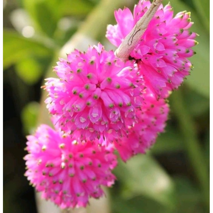 Jual Anggrek Dendrobium Purpureum Mini | Shopee Indonesia