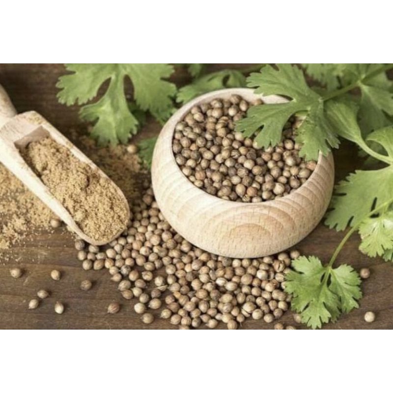 Jual benih CORIANDER DAUN KETUMBAR yansui isi 10 biji | Shopee Indonesia