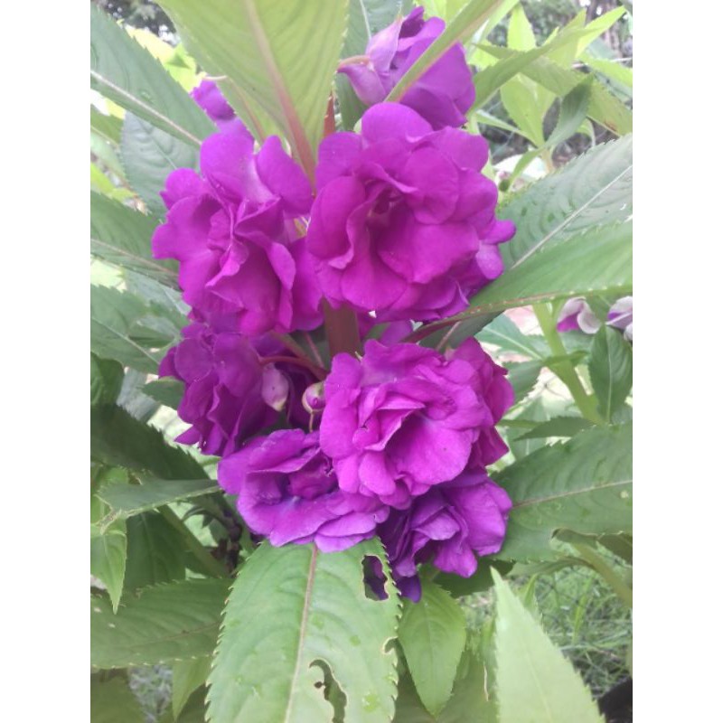 Jual Memula - Bibit Bunga Pacar Air Pacah Ungu Benih Sayur Sayuran Buah ...