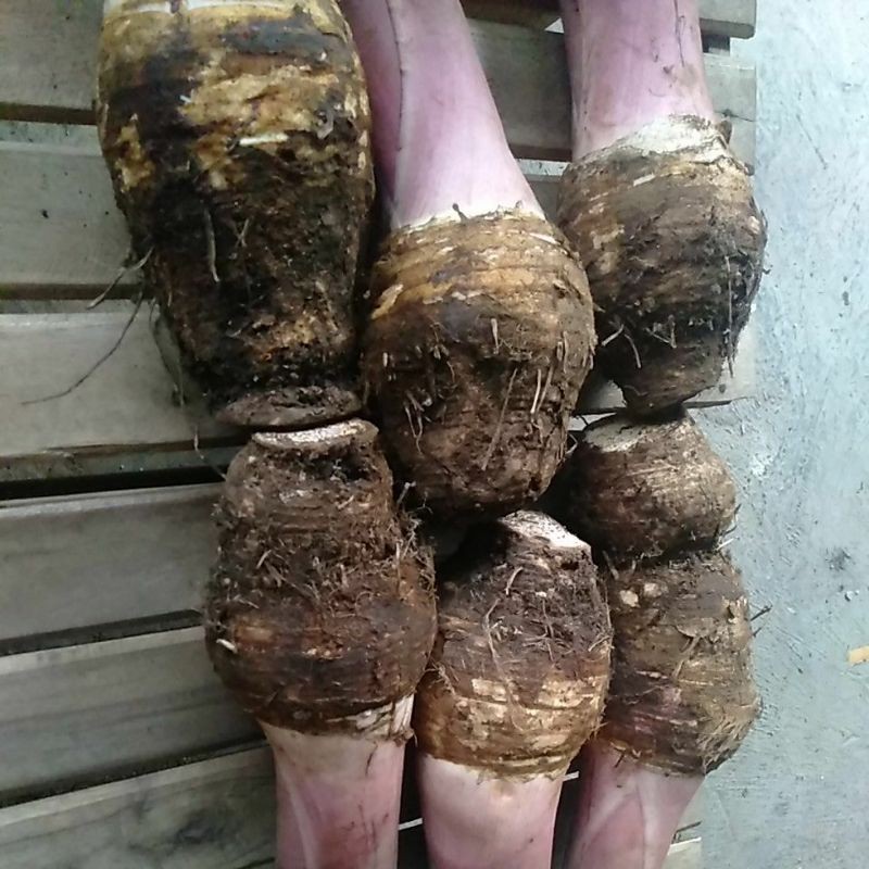 Jual Umbi Talas Bentul /Bentoel ungu segar kilogram @ satuan | Shopee ...