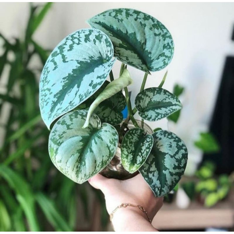 Jual scindapsus silver - tanaman merambat scindapsus silver | Shopee ...