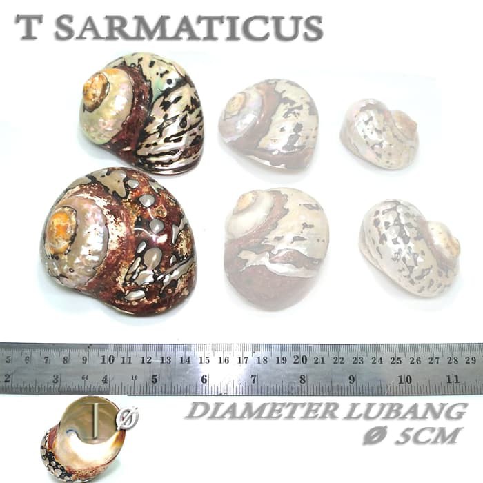 Jual T Sarmaticus shell cangkang rumah kelomang umang hermit crab natural asli | Shopee Indonesia