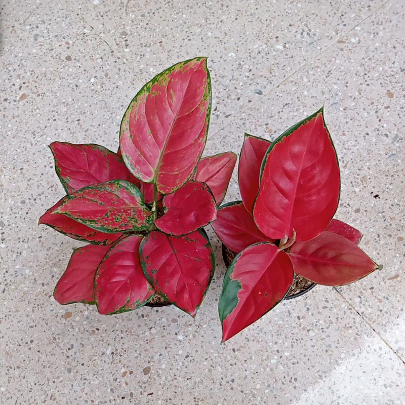 Jual aglonema paket super red Anja maroon & suksom spesial | Shopee ...