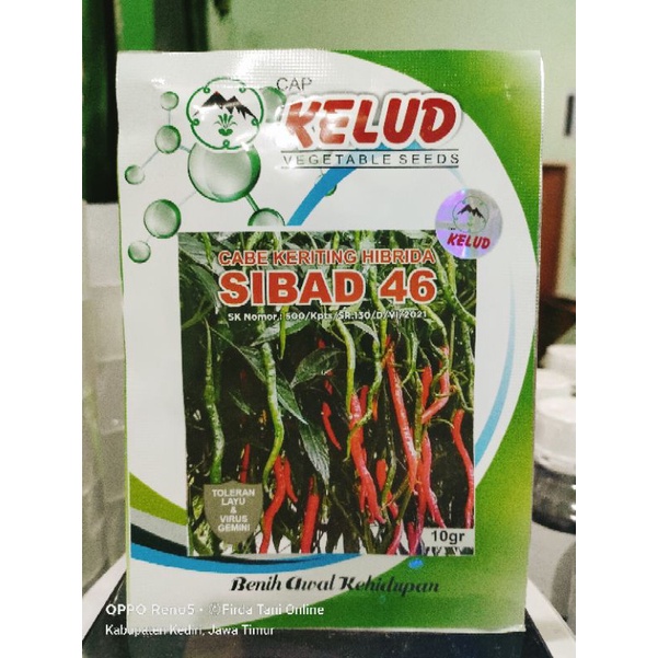Jual Cabe Sibad 46 F1 Original Pabrik Tahan Virus Kemasan 10gr | Shopee ...