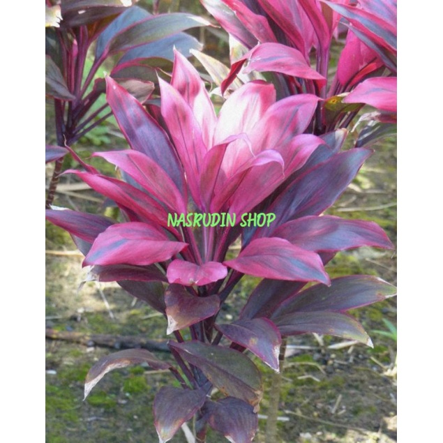 Jual Fresh Segar DAUN HANJUANG MERAH SEGAR / DAUN ANDONG MERAH LANGSUNG ...