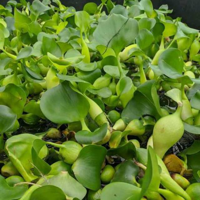 Jual Eceng Gondok/eceng gonok (1pcs) | Shopee Indonesia