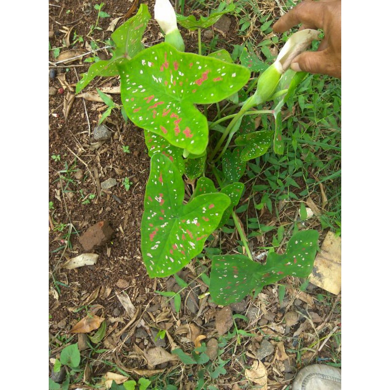 Jual kaladi tree color | Shopee Indonesia